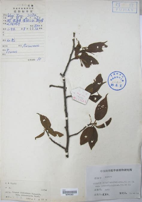 短梗尾叶樱桃图册 360百科