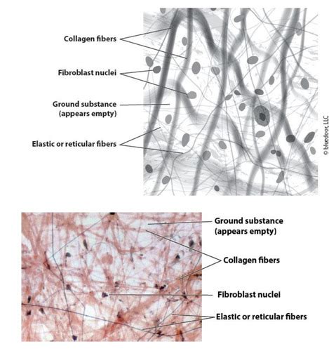 Lab 7 Flashcards Quizlet