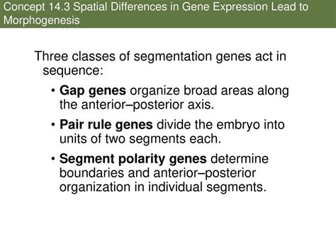 Genes Development And Evolution Ppt Download