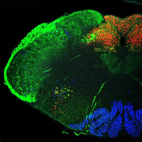 How Mice Babies Ensure Mother S Protection Neuroscience News