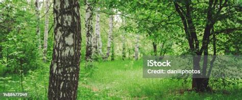 자작 나무는 풍부한 식물 중 아름다운 초원에서 성장한다 자작 나무 트렁크 클로즈업 나무 들 사이 숲을 통해 경로와 경치 풍경 녹지가있는 자연 배경 화창한 날에 는 생생한