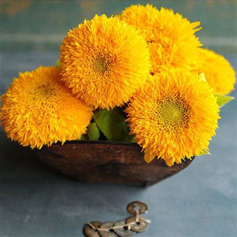 30 Dwarf Teddy Bear Sunflower Seeds Welldales