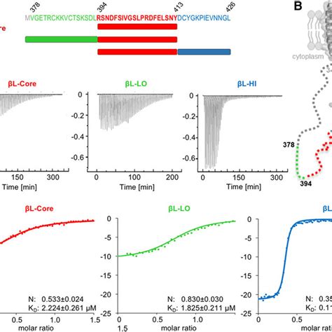 Dissection Of The Bimodal Binding Between Glyr And Gephyrin A Download Scientific Diagram