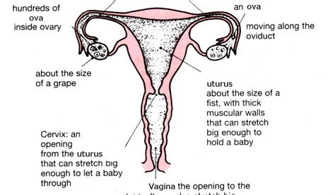 Female Reproductive System Sketch At Explore