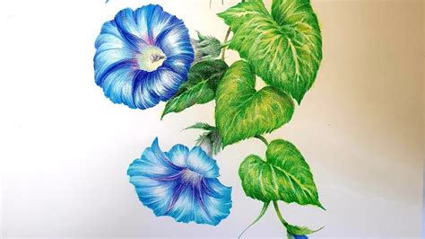 15 나팔꽃 그리기 색연필화 Youtube