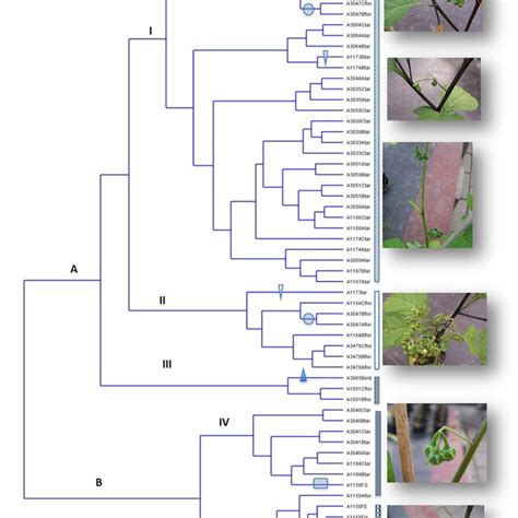 A Phenetic Tree Based On Amplified Fragment Length Polymorphisms Download Scientific Diagram