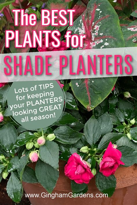 Creative Ideas For Shade Container Gardens Best Plants For Shade