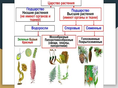 Царство Растений презентация онлайн