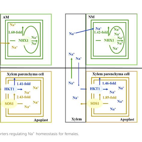 Pdf Sex Specific Photosynthetic Capacity And Na Homeostasis In Populus Euphratica Exposed To