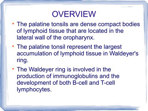 Anatomy And Physiology Of The Palatine Tonsil Ppt