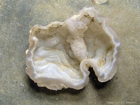 Clam Shell Fossil Wcrystal Inside 32076604