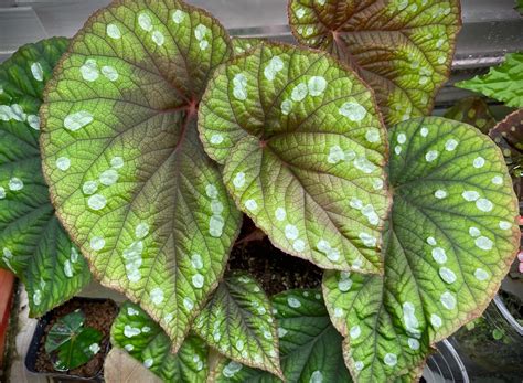 Birdcam On Cheltenham Propagating Begonia U692berectocarpa