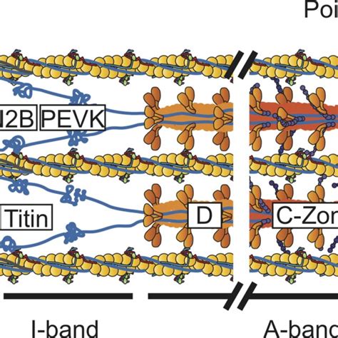 The Cardiac Ventricular Myocyte Thin Filament Landscape In A Half