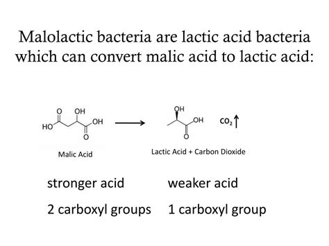 Ppt Impact Of Malolactic Fermentation Strain On Wine Composition