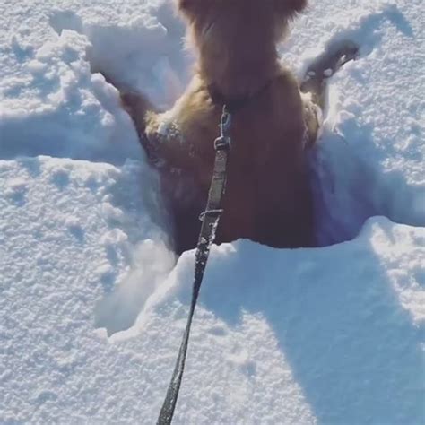 Jerry Zhang On Linkedin Never Give Up