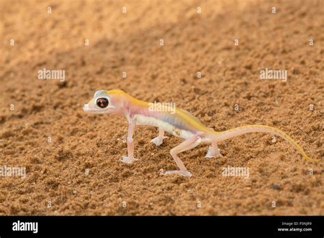 Namib Sand Gecko Palmatogecko Rangei Raising Body To Escape Heat From
