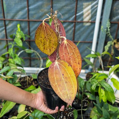 Hoya Macrophylla Red Succulentasia