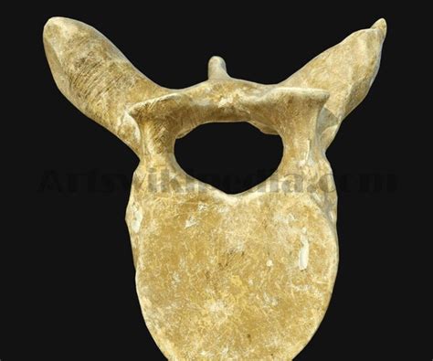 Artstation 3d Thoracic Spine Bone Resources