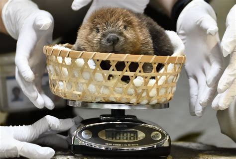 더쿠 아기 비버