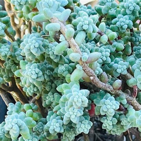One 4 Pot Sedum Brevifolium Silver Blue Green Succulent Fairy Garden Etsy