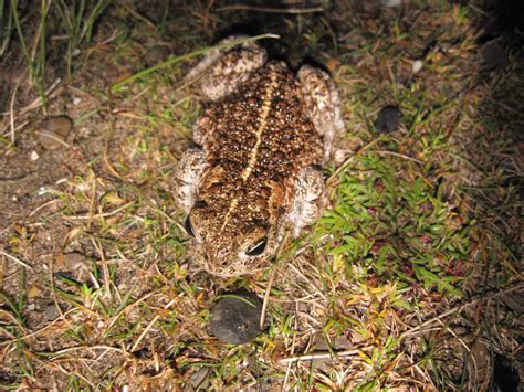 Denbighshire Countryside Service Natterjack Toad