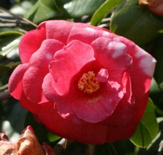 跡見群芳譜 樹木譜 アルカワ