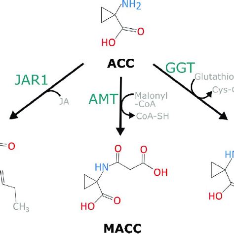 Ethylene Biosynthesis Progresses From S Adenosyl L Methionine SAM Via