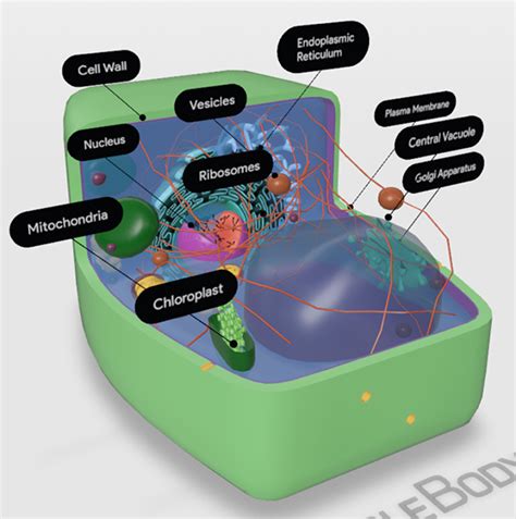 Transition Between Photosynthesis And Respiration