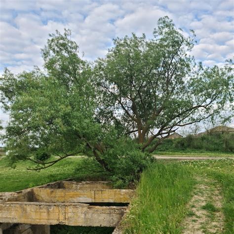 Premium Photo A Tree Is Growing Out Of A Concrete Structure In A Field
