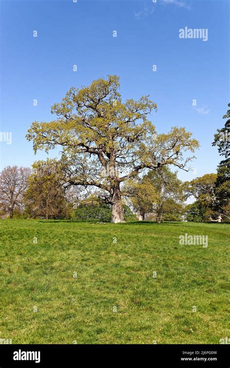 Oak Trees Quercus Robur Coming Into Leaf In A Idyllic British Rural Landscape In The Surrey
