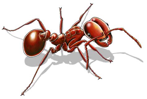 What Do Red Ant Bites Look Like On Humans In Texas