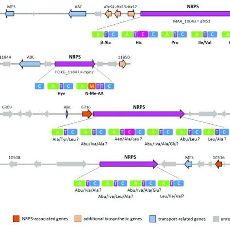 Genomic Organization And Modular Domain Structure With A Domain Download Scientific Diagram