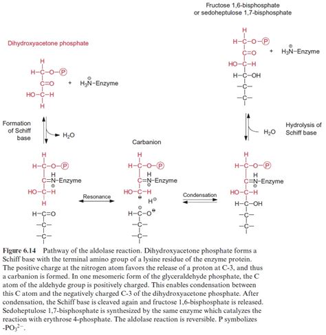 Sink Tissues Are Supplied By Phloem Unloading
