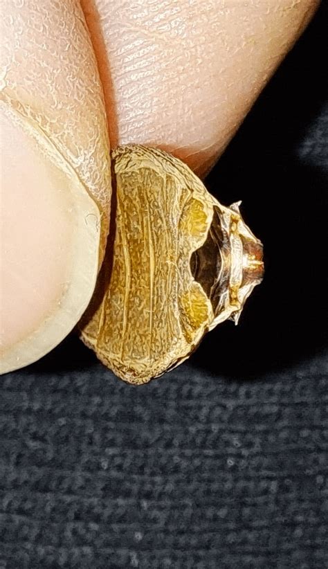 P Whiteii Sex Not Sure Exactly Where The Right Bits Are So I Took A