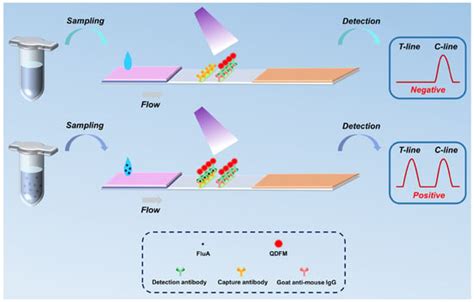 A Portable Fluorescent Lateral Flow Immunoassay Platform For Rapid