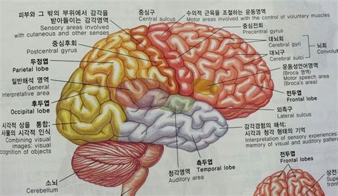 Épinglé Par 창목 장 Sur 인체신경계