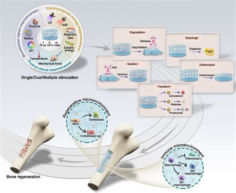 我院苏佳灿教授团队在国际顶级期刊《research》上发表智能水凝胶调控微环境实现骨再生的最新成果综述文章 上海大学转化医学研究院