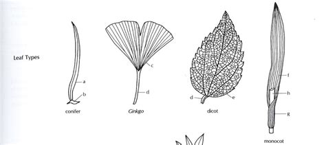 Venation Types