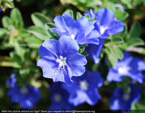 Evolvulus Glomeratus Hawaiian Blue Eyes Blue Daze