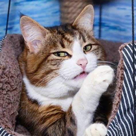 해연갤 ㅍ 고양이짤 주웠는데 이 고양이 연기 가능할거같은데