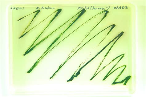 New Species Of Microalgae Discovered Mirage News