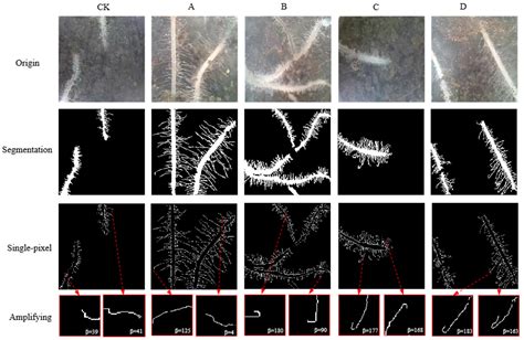 Characterization Of Root Hair Curling And Nodule Development In Soybeanrhizobia Symbiosis