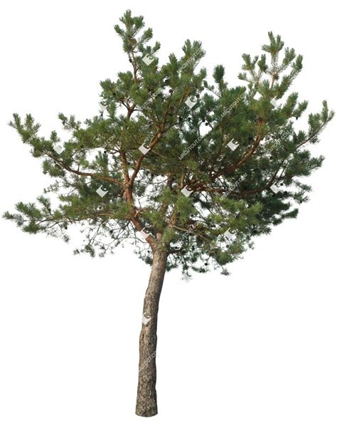 Cutout Tree Pinus Sylvestris Png Vegetation