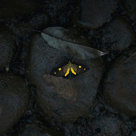 Addressing The Butterfly Effect Data Assimilation Using Ensemble