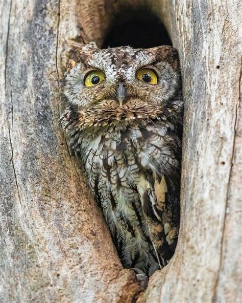 Western Screech Owl In Hollow Tree