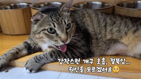 고양이가 개구 호흡을 하고 절뚝거리는데 원인을 모르겠어요 Youtube