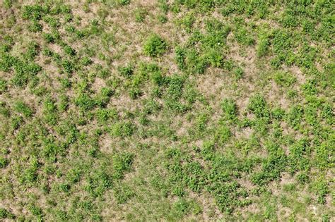 Green Grass Field Plants And Weeds Top View