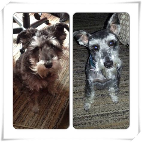 Hanks Before And After Spring Cleaning Includes Hank Getting A Haircut Rschnauzers