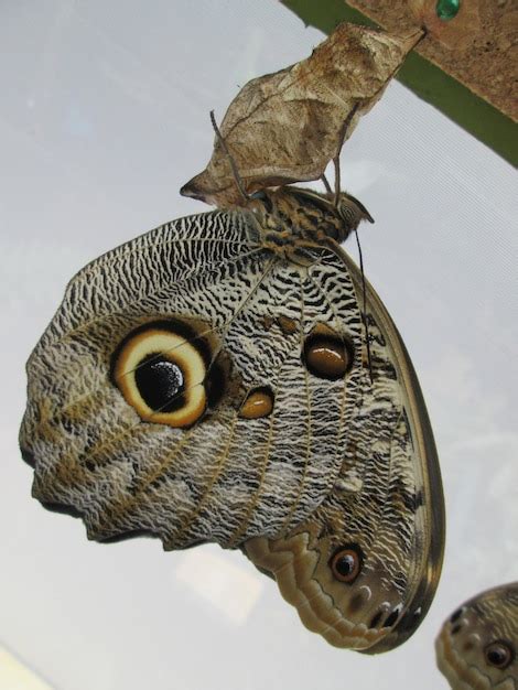 Premium Photo Close Up Of Moth