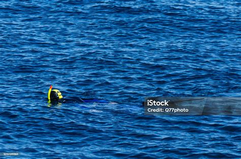 바다 표면 활성 및 흥미로운 수상 스포츠에 수영 하는 동안 스노 클과 잠수 부 개념에 대한 스톡 사진 및 기타 이미지 개념 개념과 주제 경관 Istock